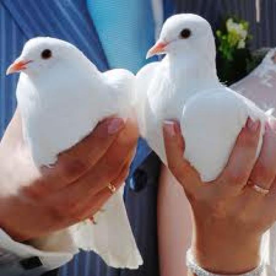 BIELA ..... / LibaDr / SAShE.sk